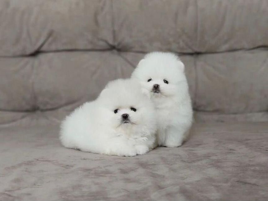 Щенки померанского шпица