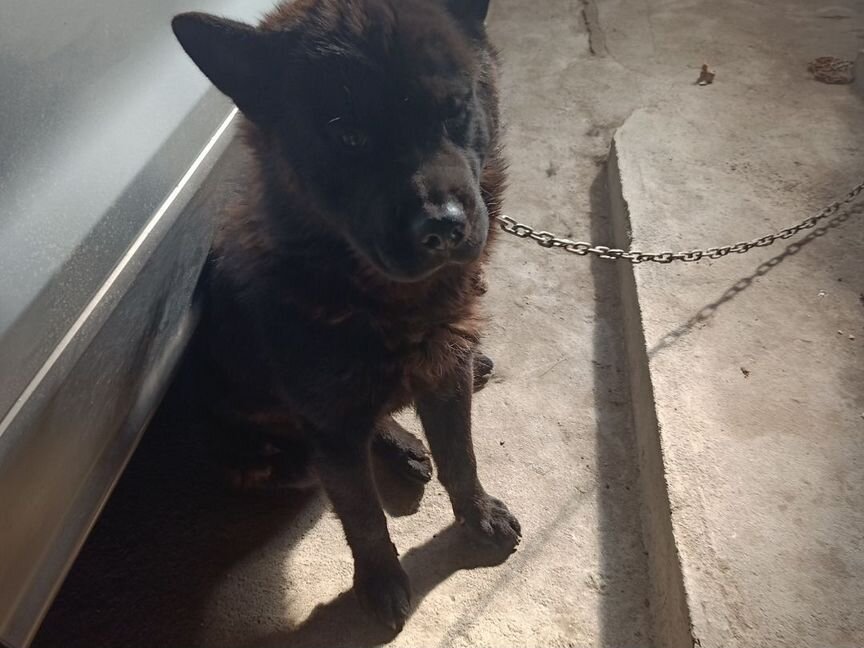 Собака в добрые руки отдам бесплатно