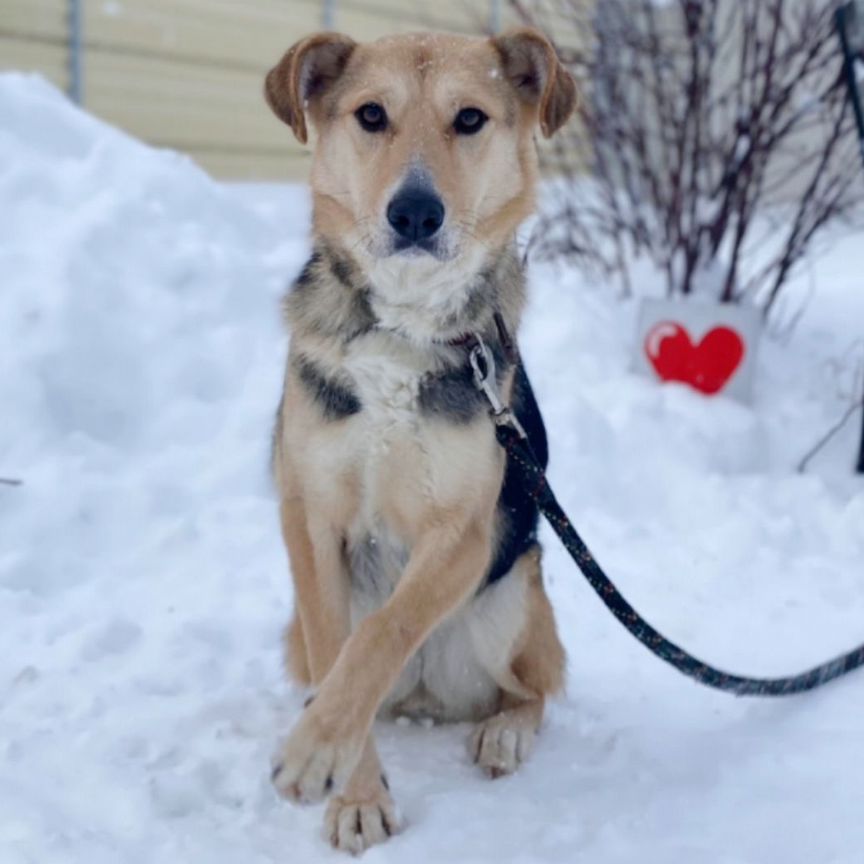 Щенок в добрые руки