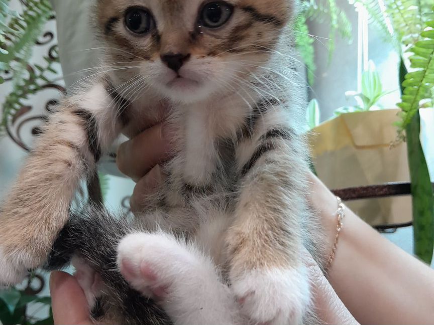 Шотландские новогодние котята