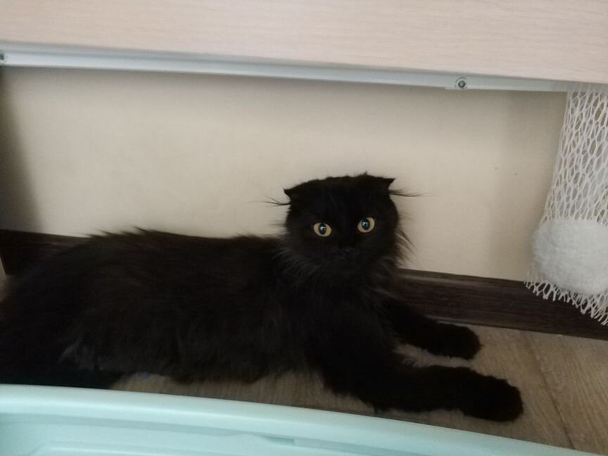 В добрые руки