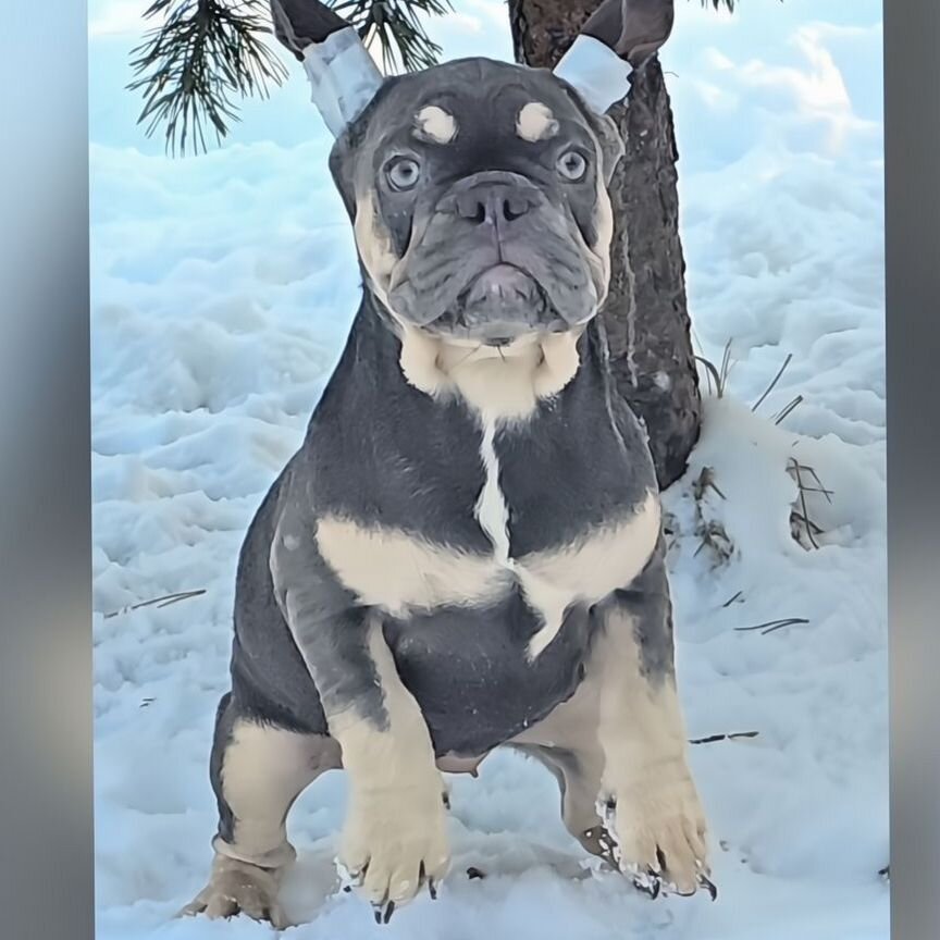 Французский бульдог, щенок