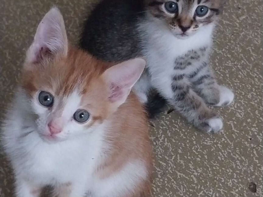 Котята в добрые руки