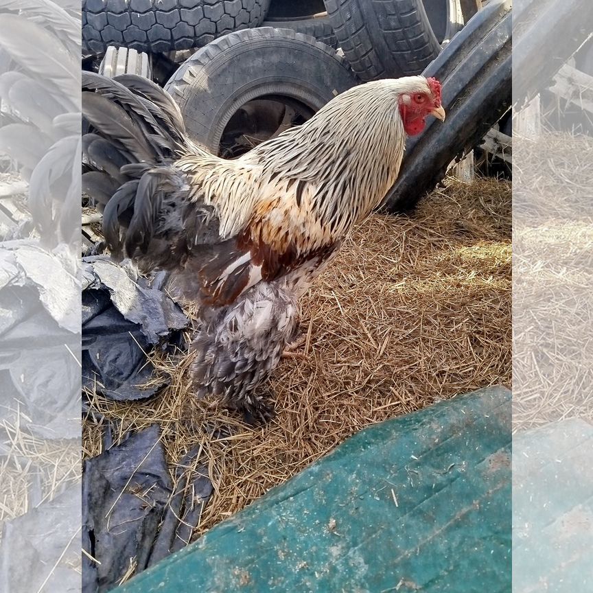 Инкубационное яйцо