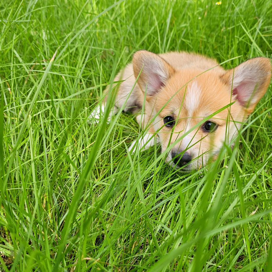 Вельш корги пемброк щенки