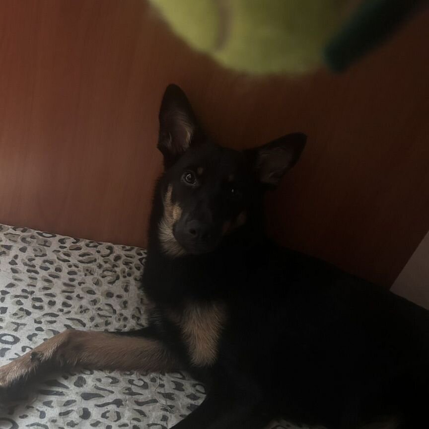 Помесь немецкой овчарки