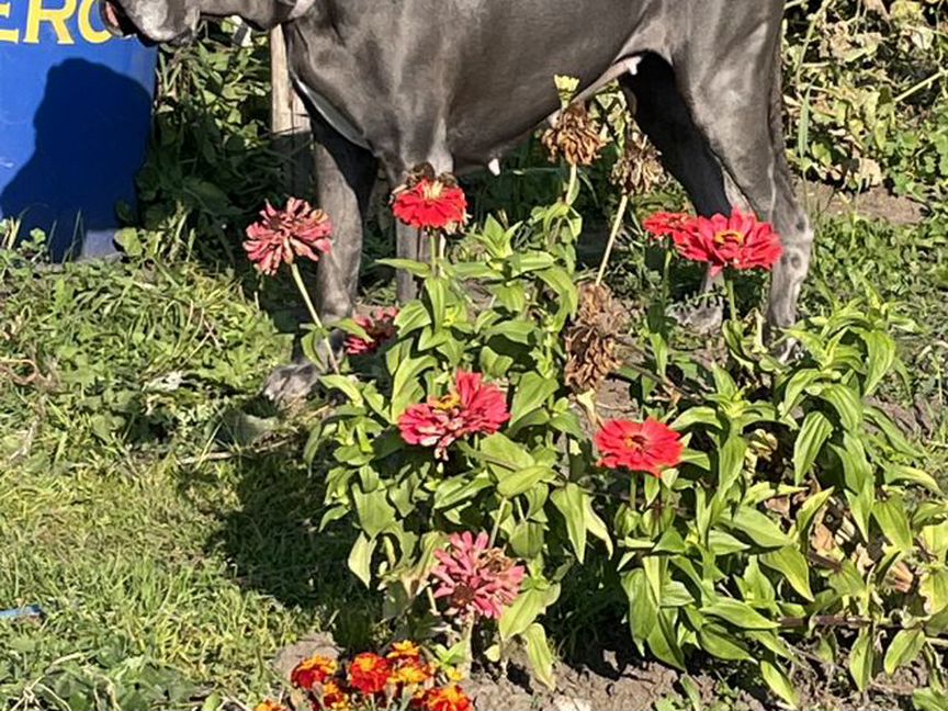 Немецкий дог в добрые руки