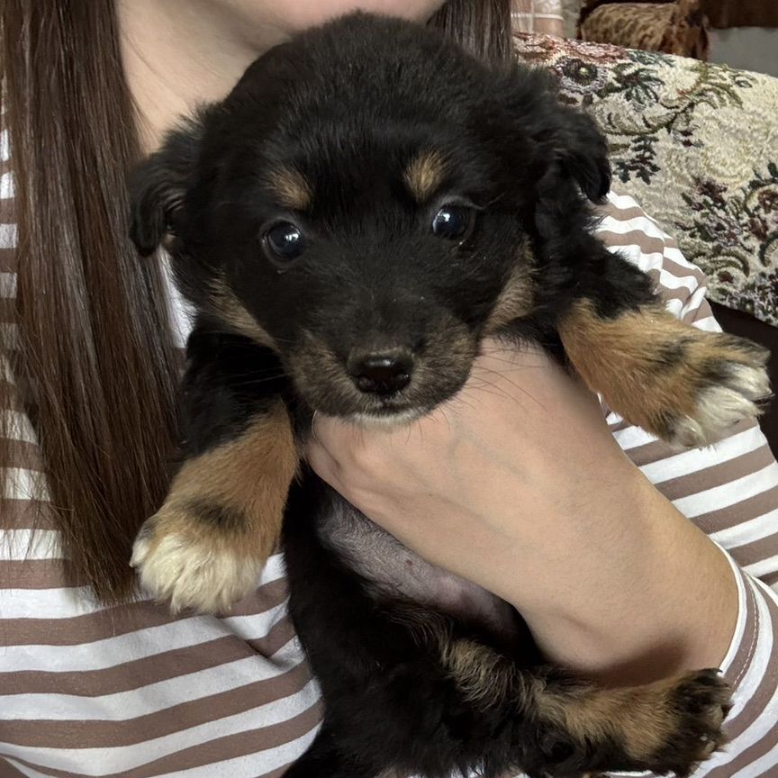 Щенок в добрые руки