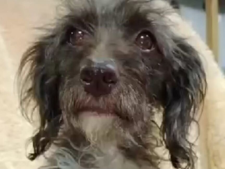 Смешная Махрюшка-шоколадка ищет дом