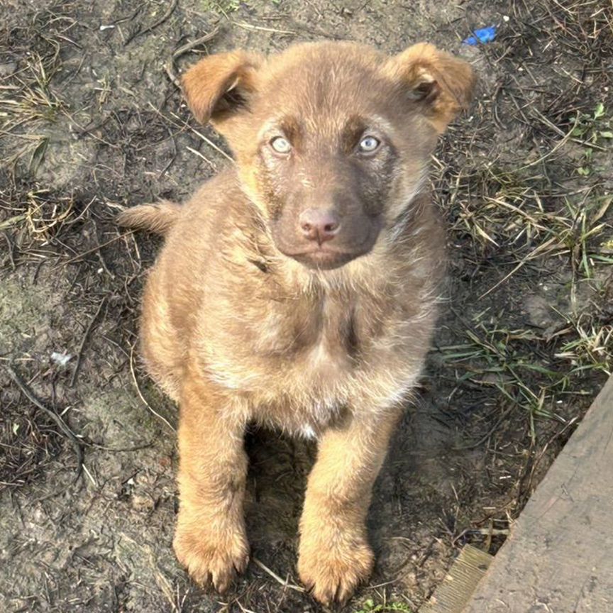 Немецкая овчарка, щенок