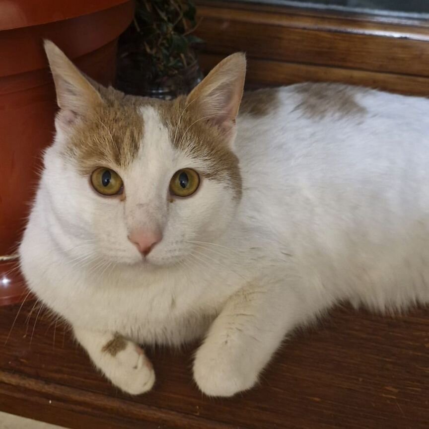 Взрослый кот в добрые руки