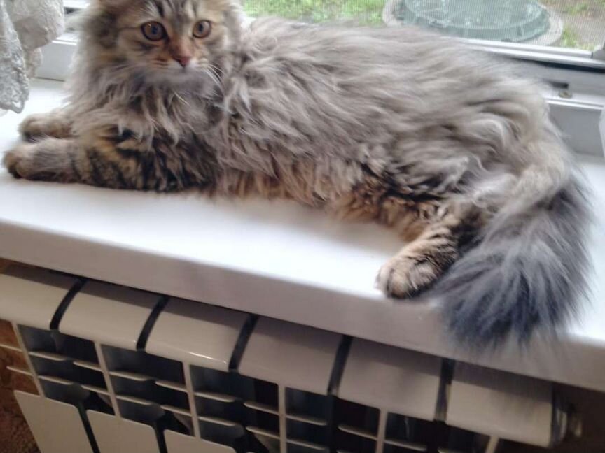 Кошка,котенок