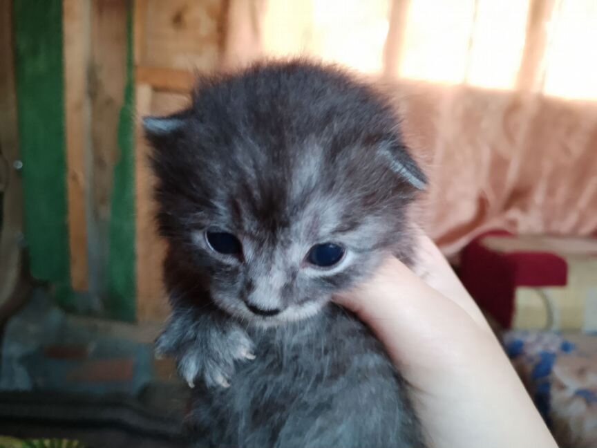Кошка