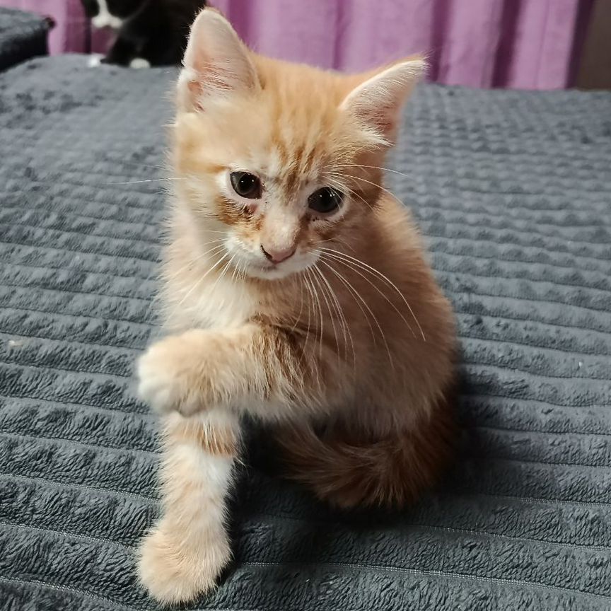 Котёнок в добрые руки