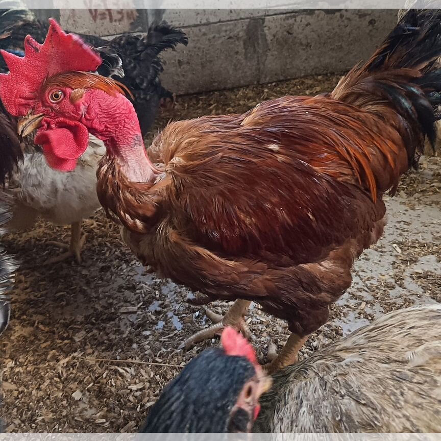 Петушок голошейка