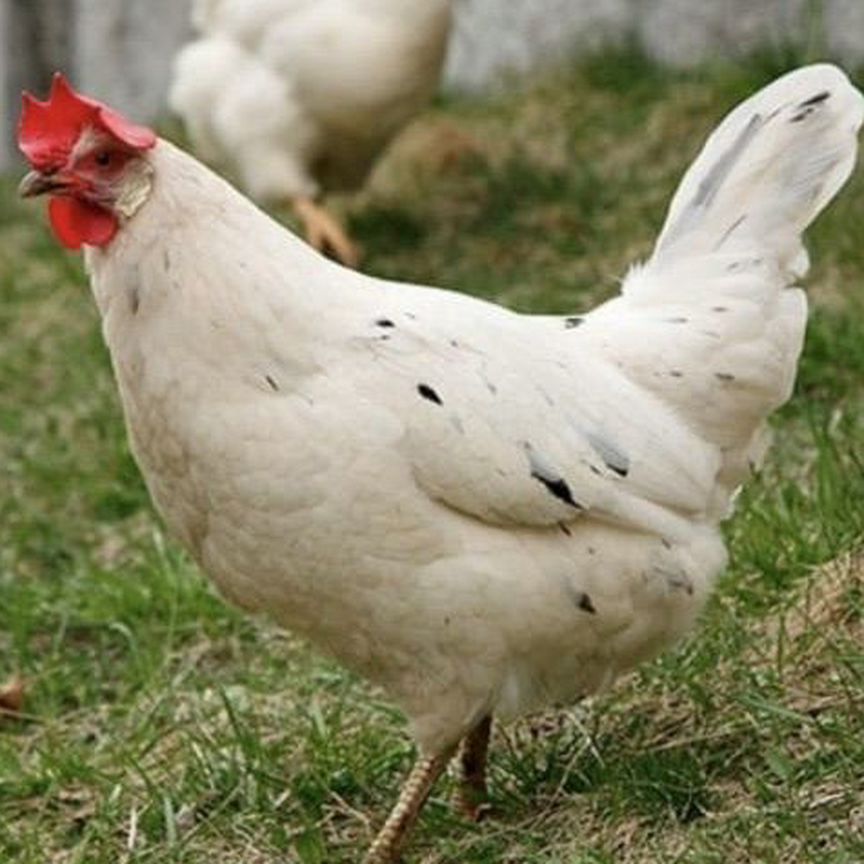 Продам кур породы Коралл. 1.5 года