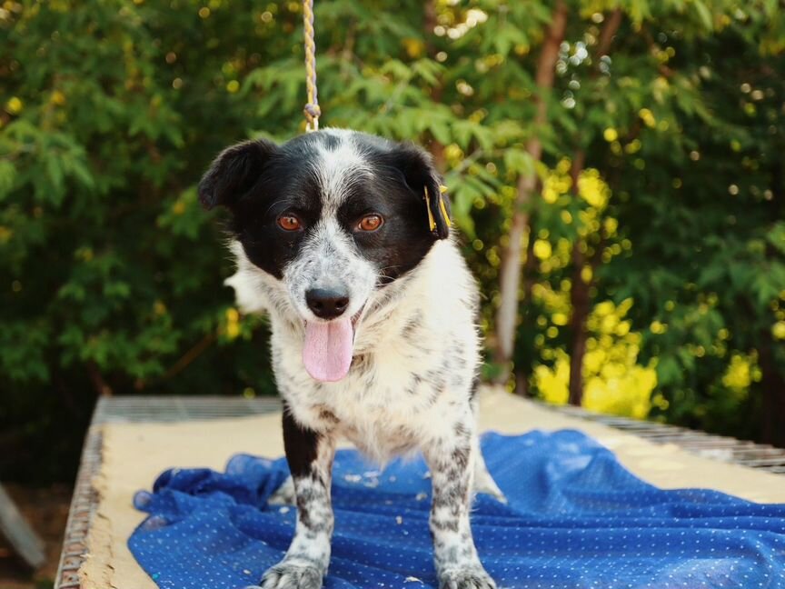 Собака в добрые руки