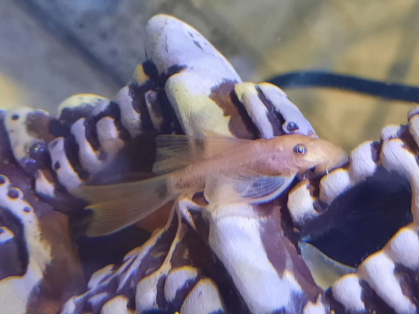 Сом присоска