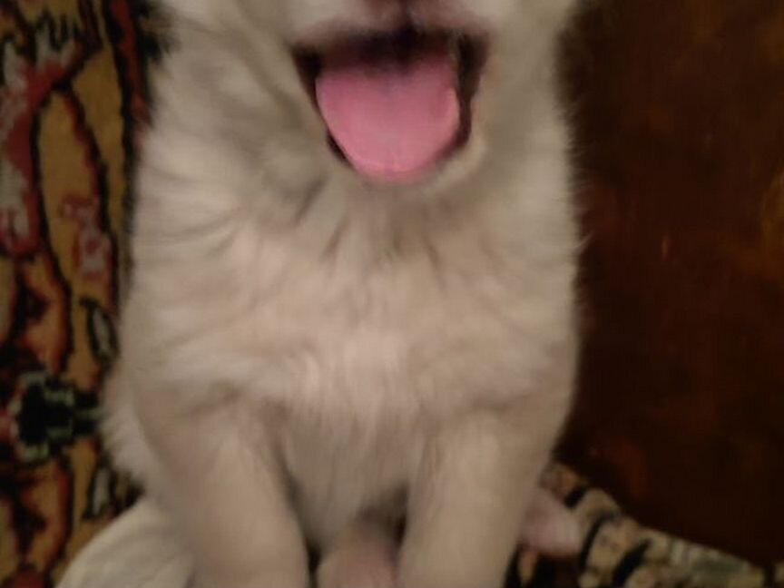 Сибирский хаски