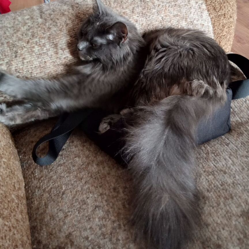 Взрослая, кошка в добрые руки