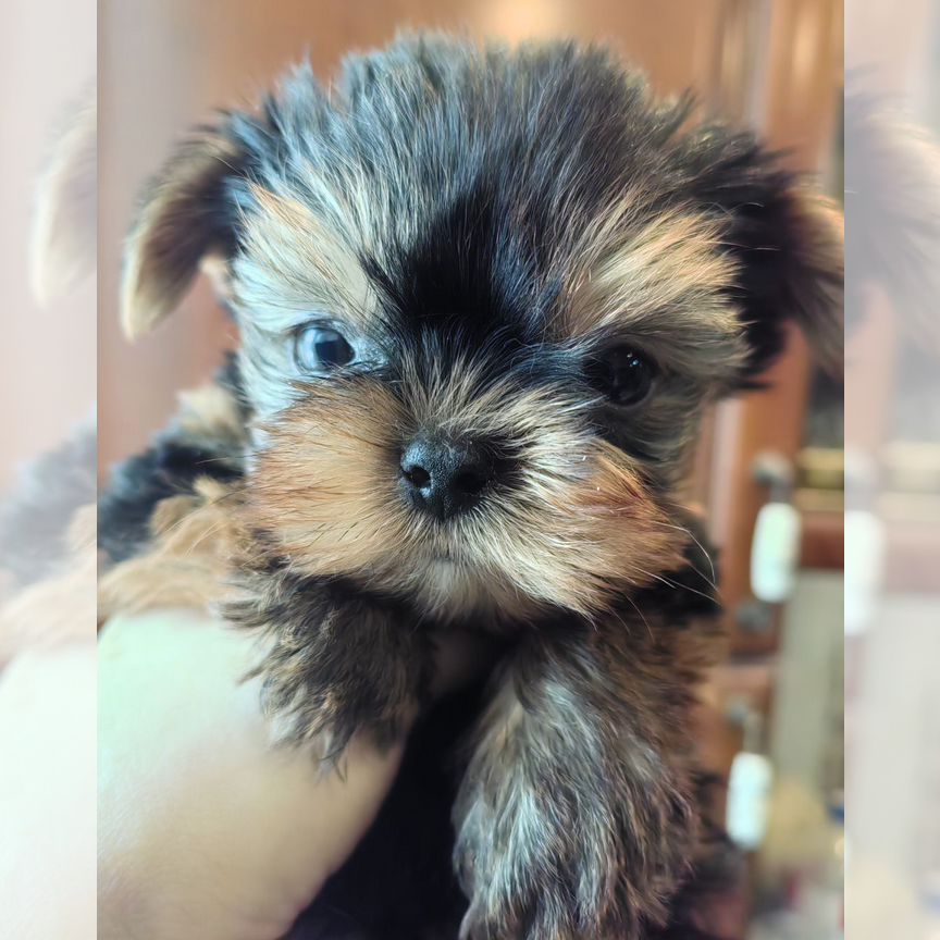 Йоркширский терьер, щенок