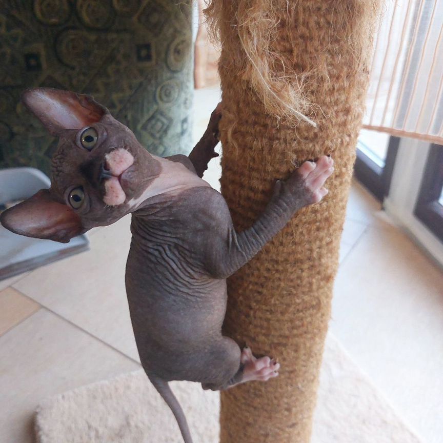 Котята сфинкс