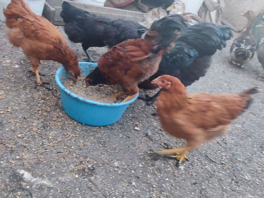 Куры молодки