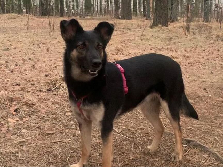 Маленькая собачка Лиза в добрые руки