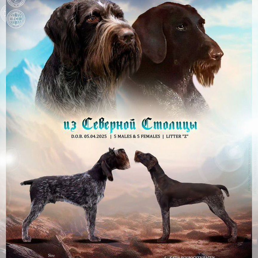 Щенки Дратхаара с документами