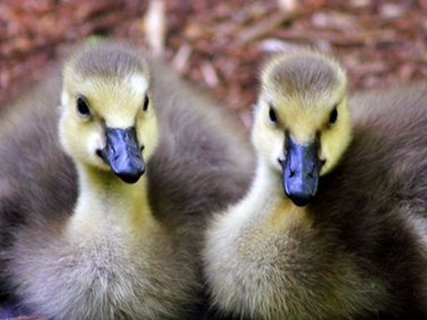 Гусята Крупно серая
