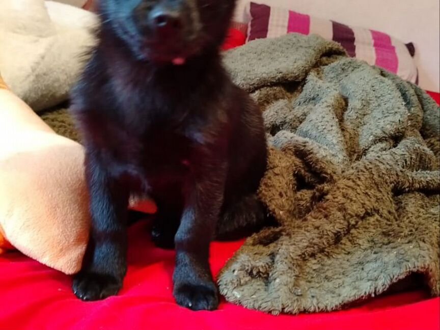 Продам щенка чихуахуа