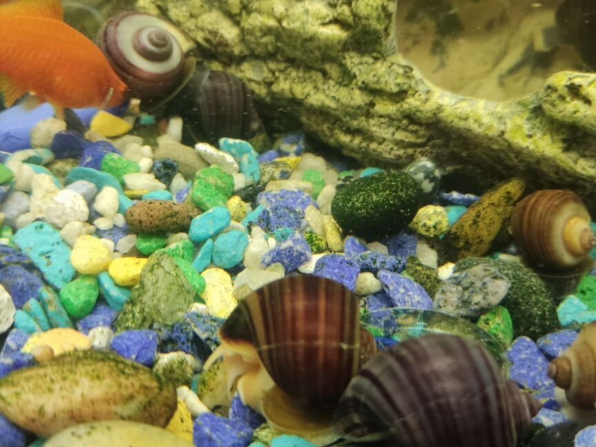 Улитка ампулярия