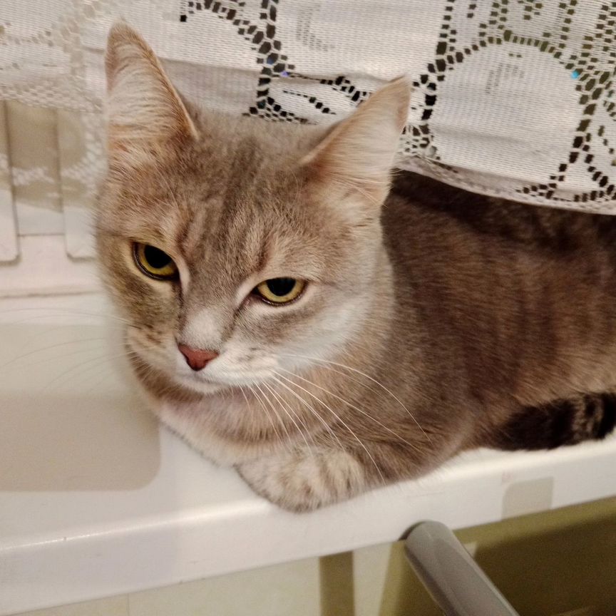 Кошечка Алиса в добрые руки