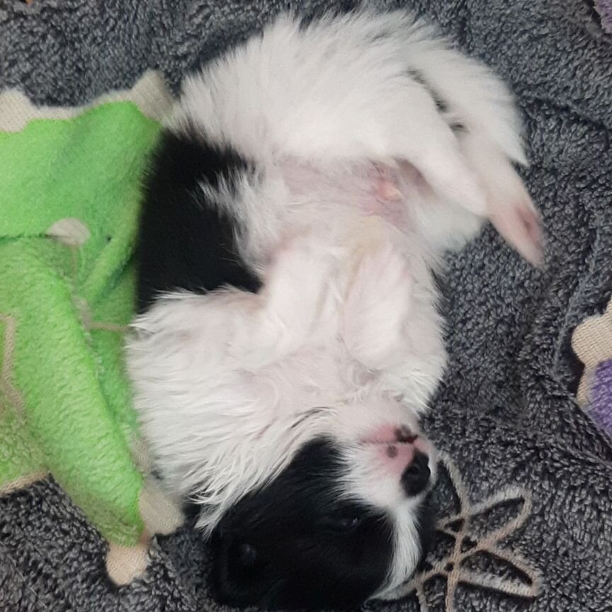 Немецкий шпиц, щенок