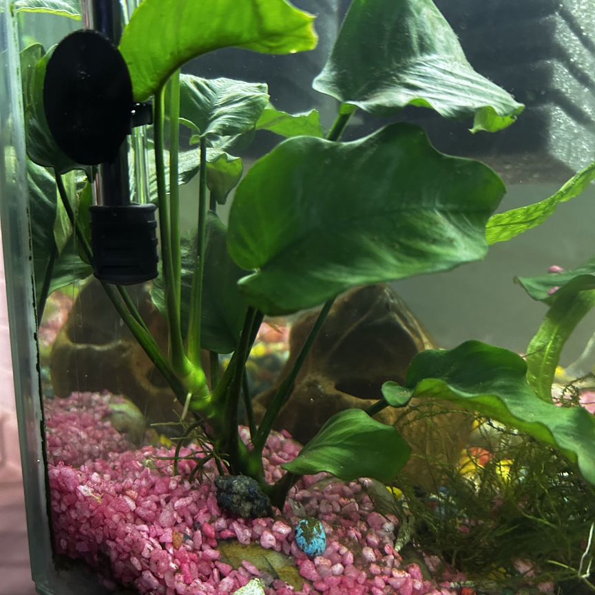 Аквариумные растения