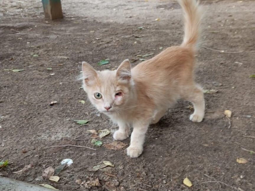 Пристраиваются котята