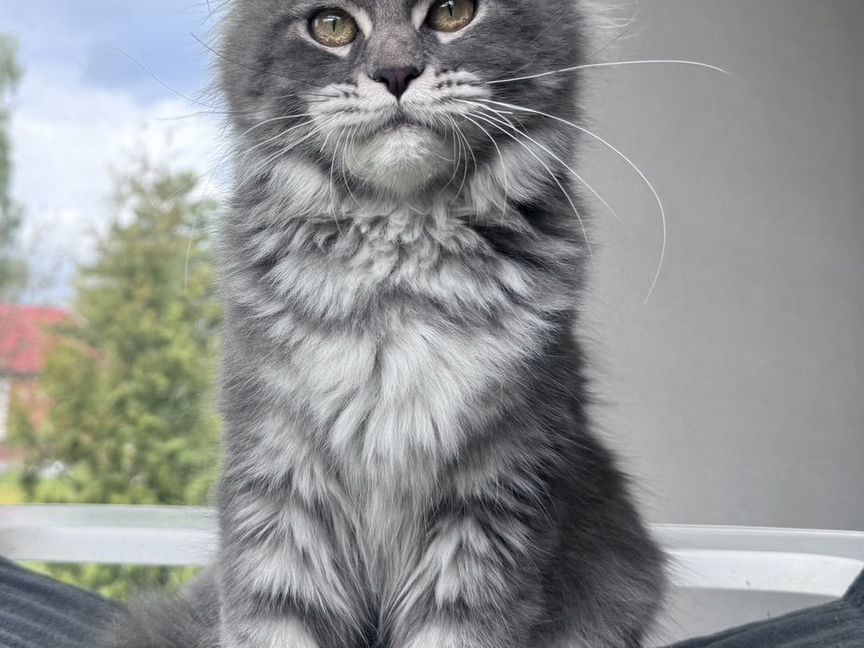 Кошечка Мейн Кун