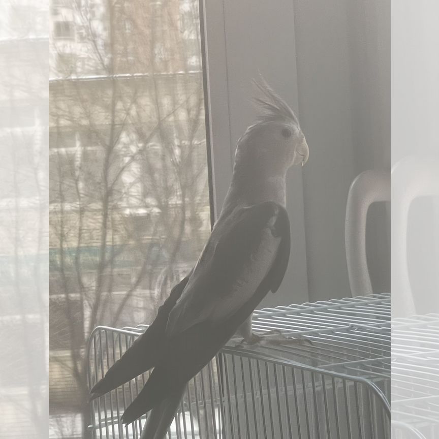 Говорящий попугай