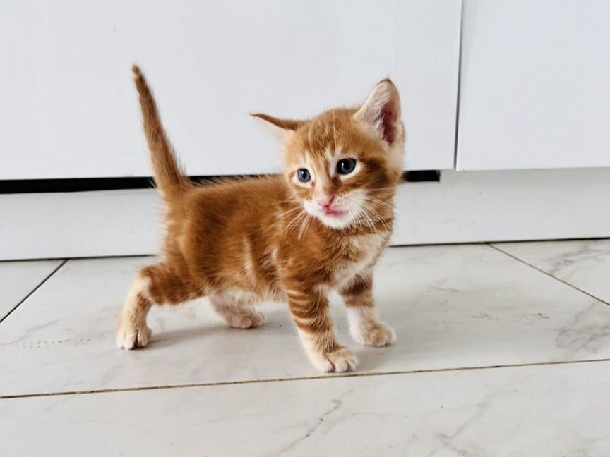 Котята мейн-кун