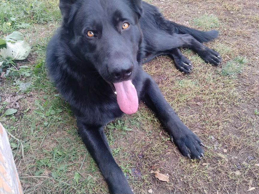 Случка собак