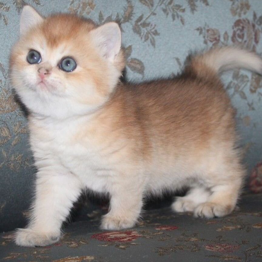 Британская золотая шиншилла