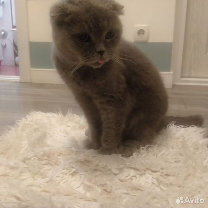 Вислоушке срочно нужен новый дом
