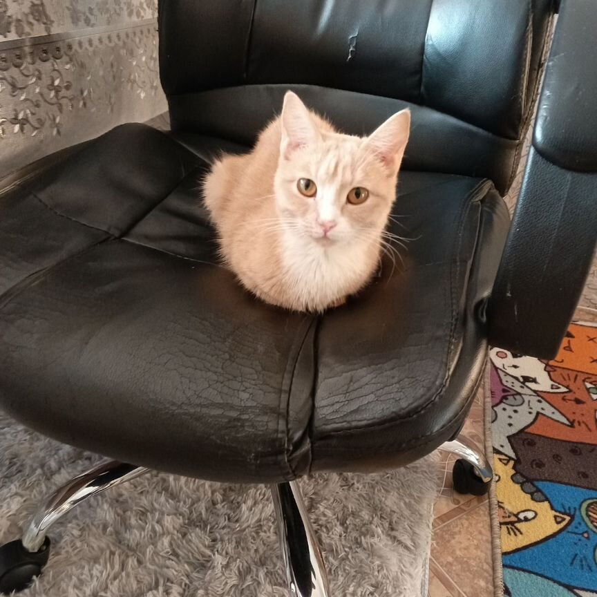 Кошка добрые руки