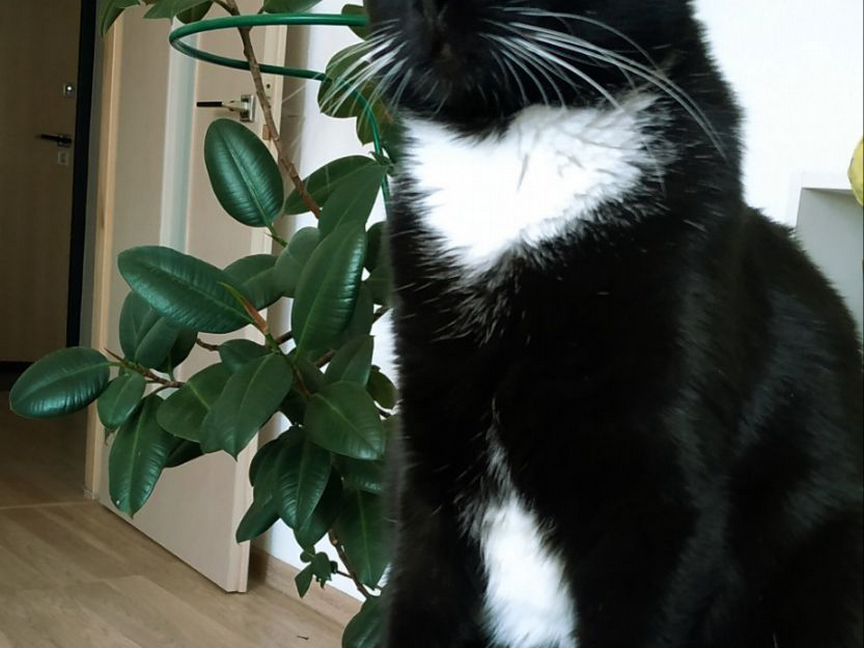Кошечка ищет любимых людей