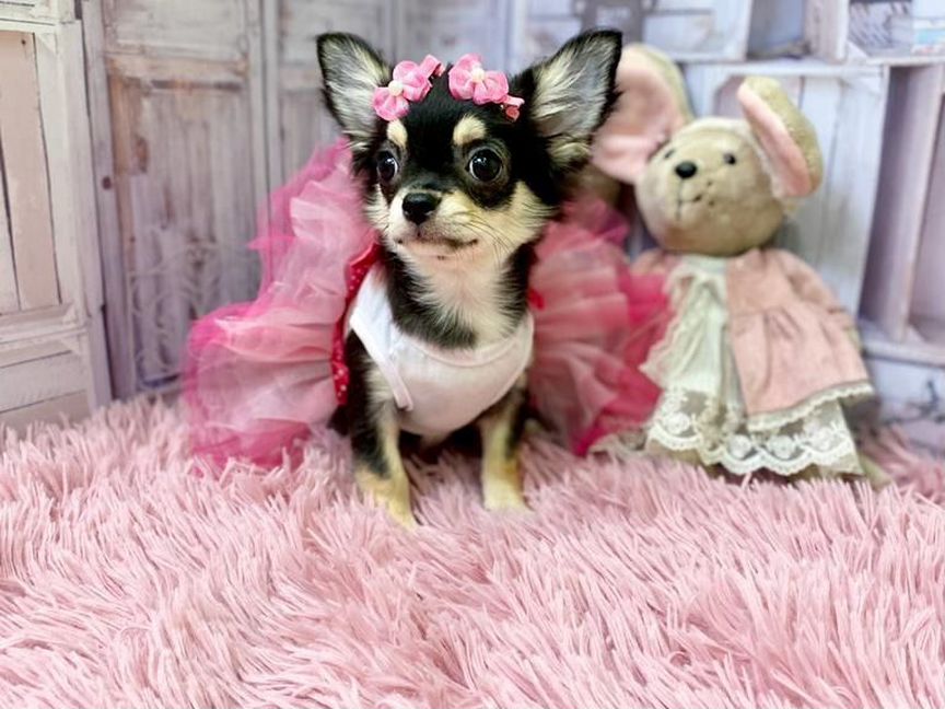 Чихуахуа маленькая красавица