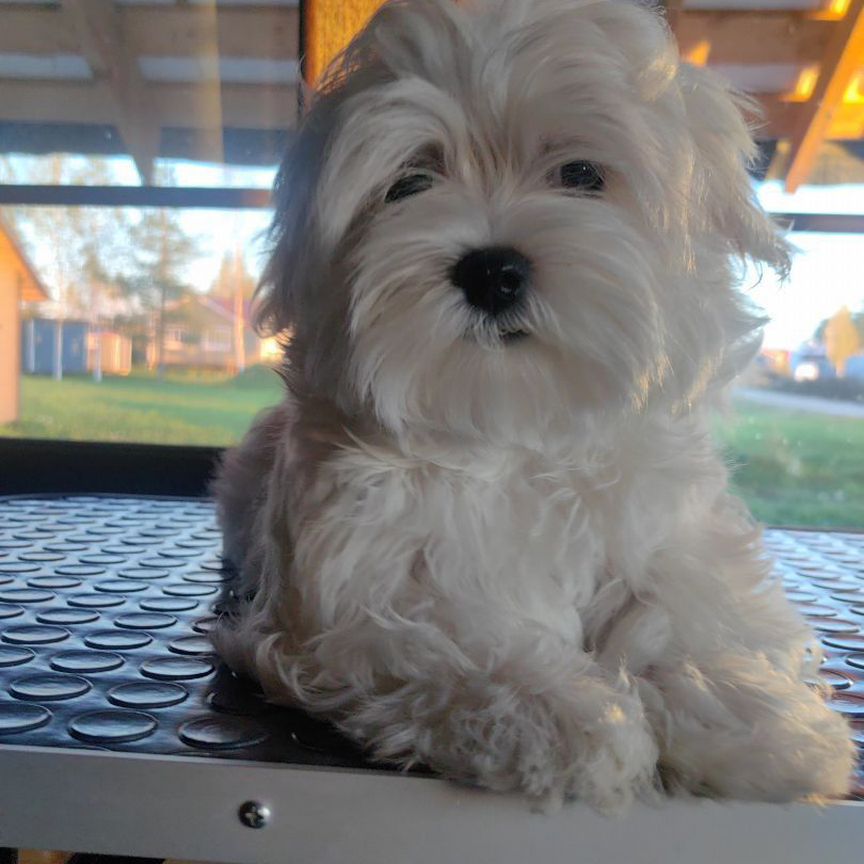 Мальтийская болонка девочка