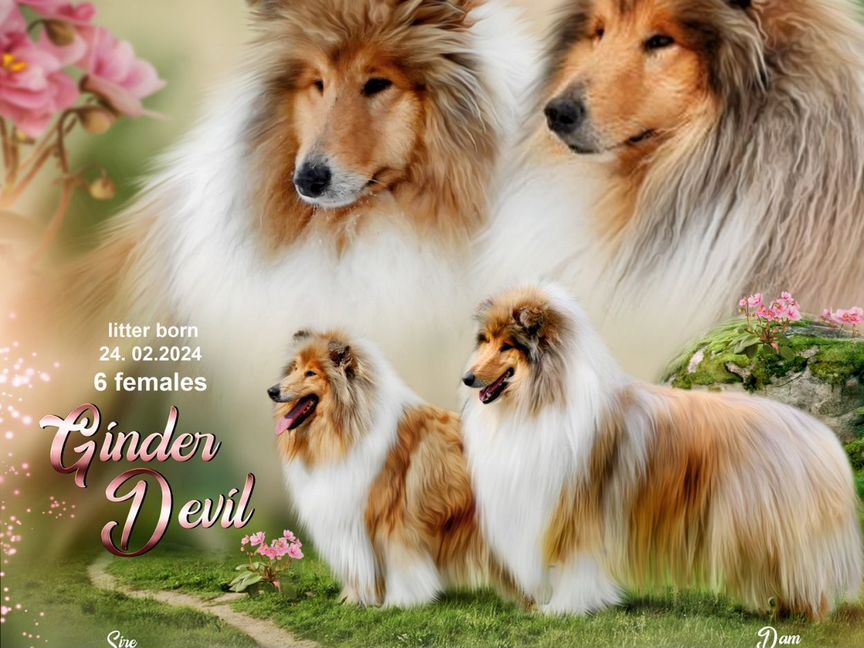 Щенки колли рыжики