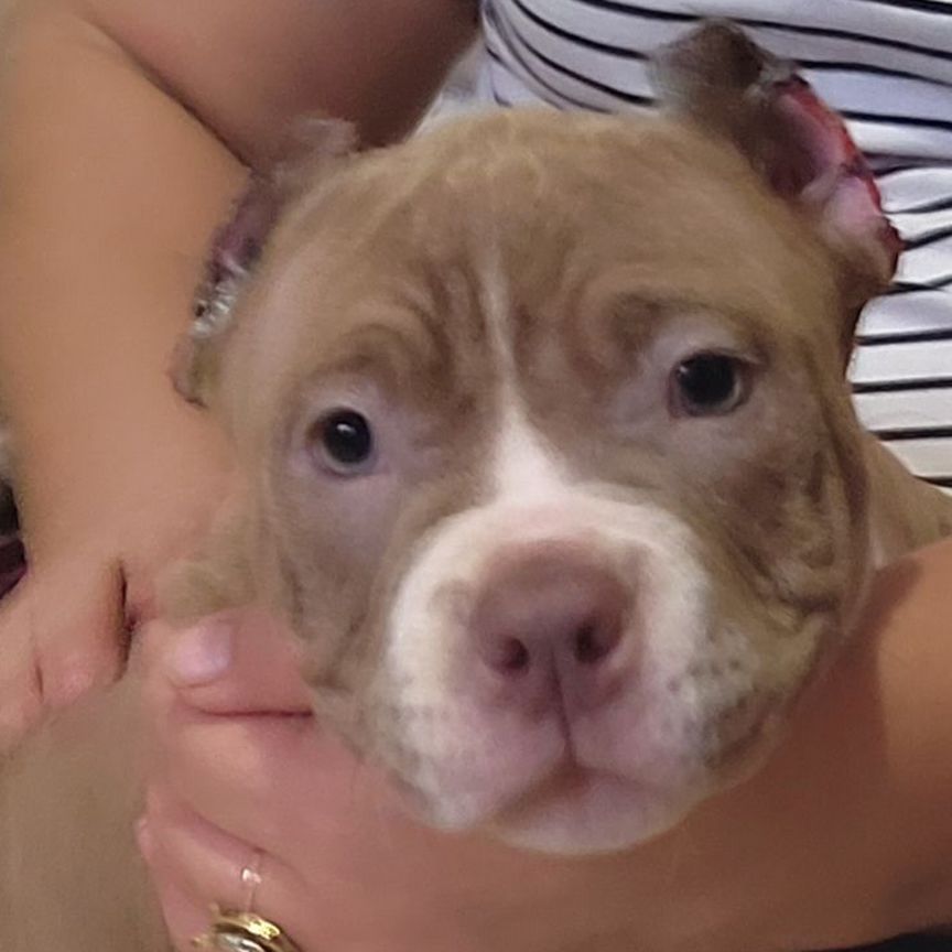 Американский булли, щенок