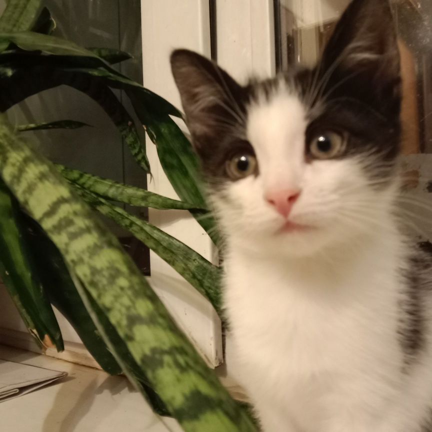 Котенок Мишаня