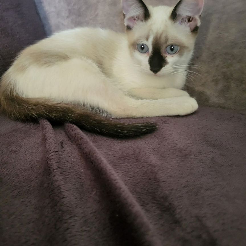 Отдам котят, шотландцы